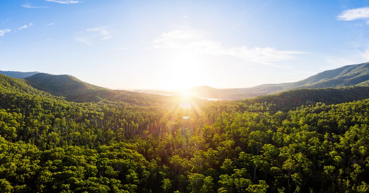 Deloitte's Carbon Forest | Good Thinking