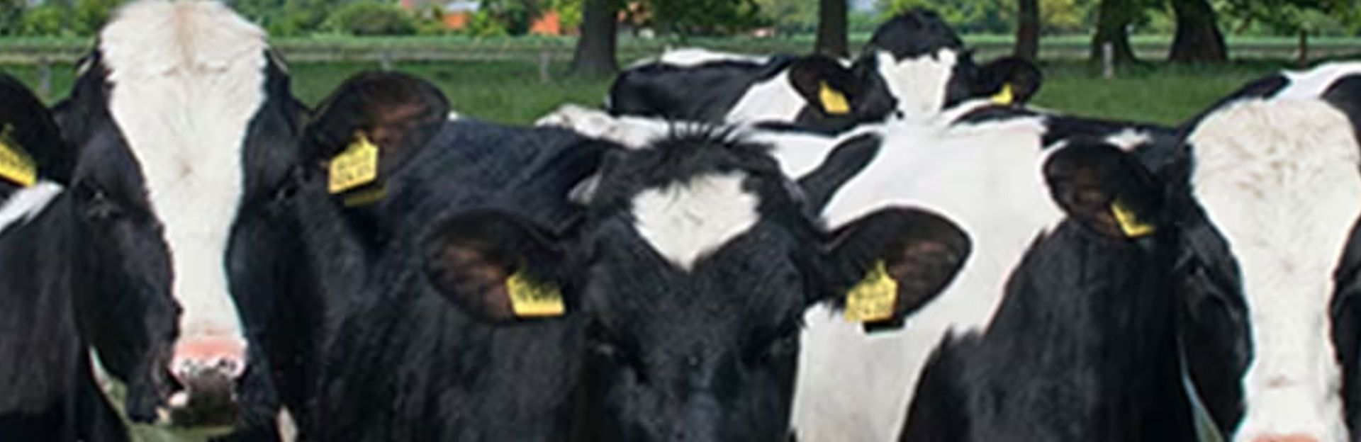 What is curdling the milk? The Challenges Facing the Australian Dairy ...