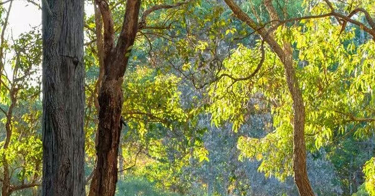 First Nations Voice | Deloitte Australia