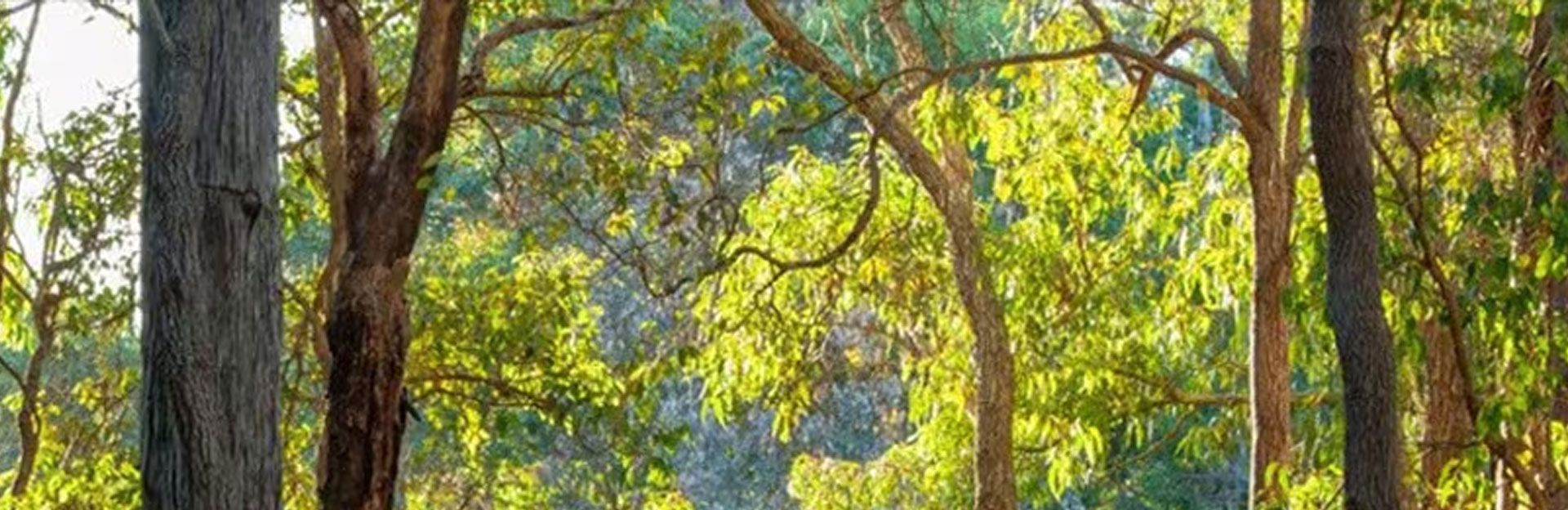 First Nations Voice | Deloitte Australia