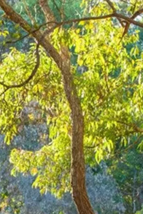 First Nations Voice | Deloitte Australia