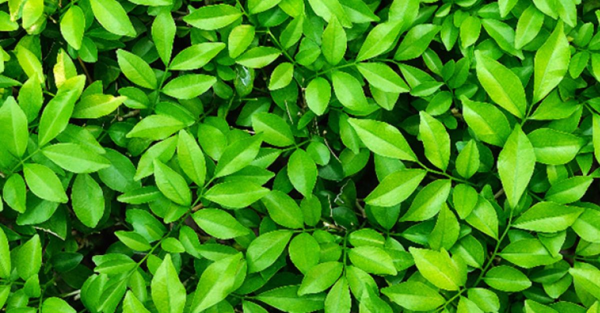 Remediation Advisory | Deloitte Australia | Our services and solutions ...