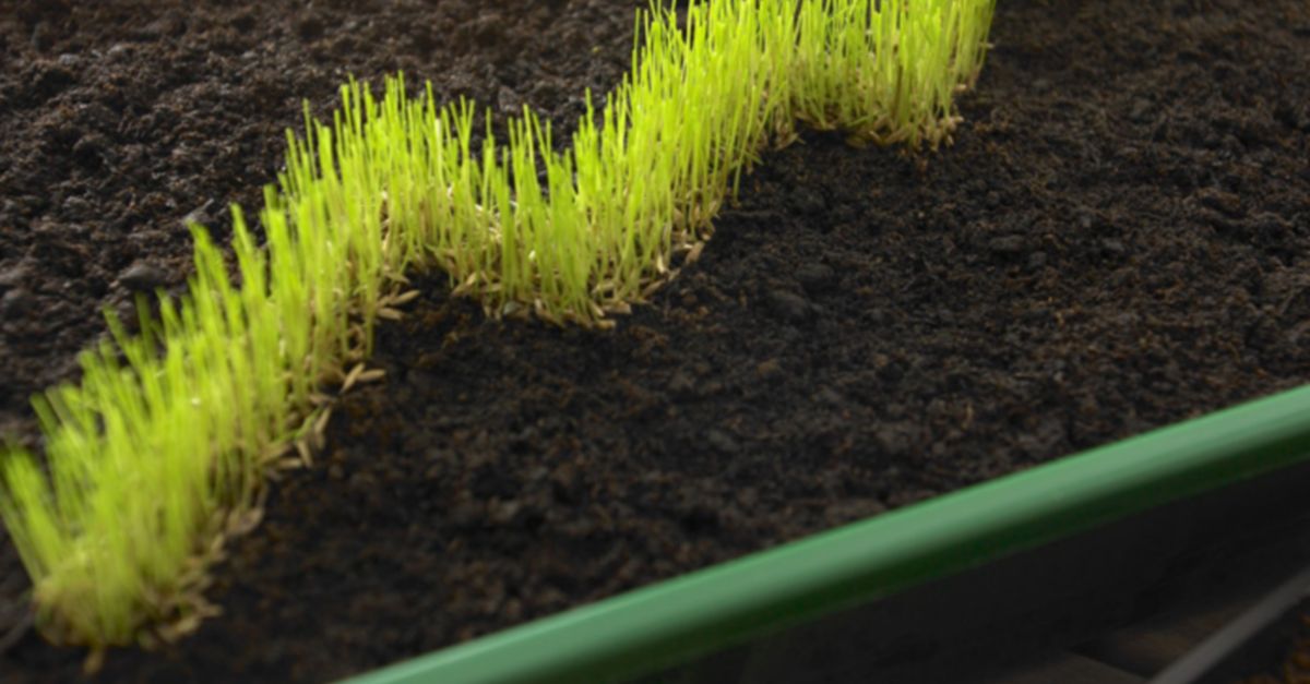 UK Spring Budget 2024 | Deloitte UK