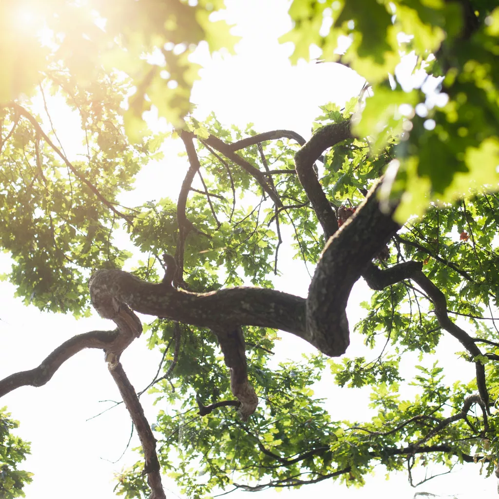 Environmental sustainability | Deloitte