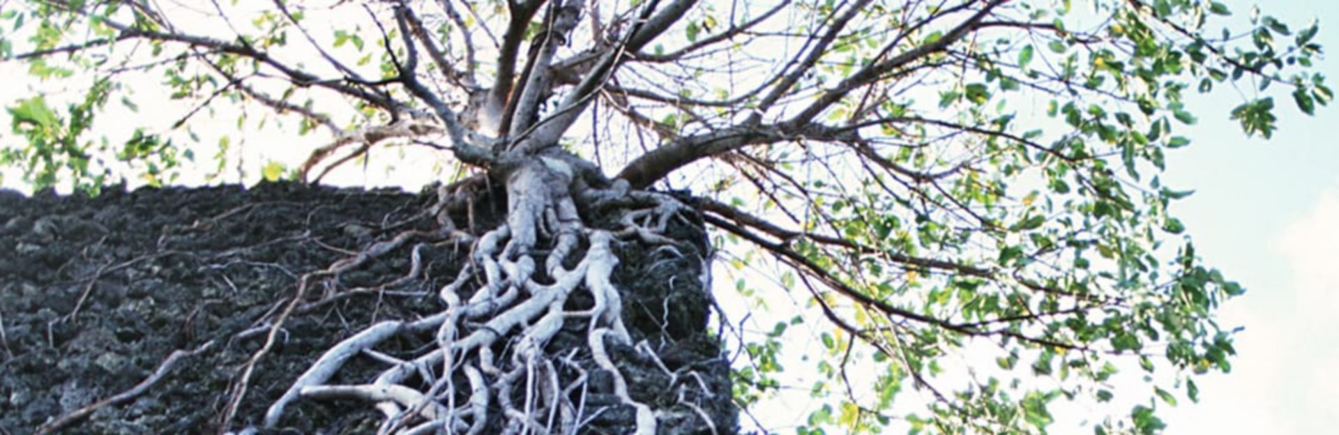 Deloitte’s Ethics Program | Deloitte | Global services, integrity ...