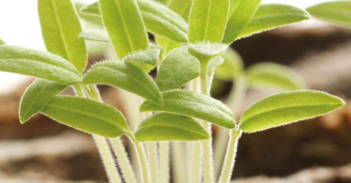 Our services for established PSF | Deloitte Luxembourg | Improve your ...